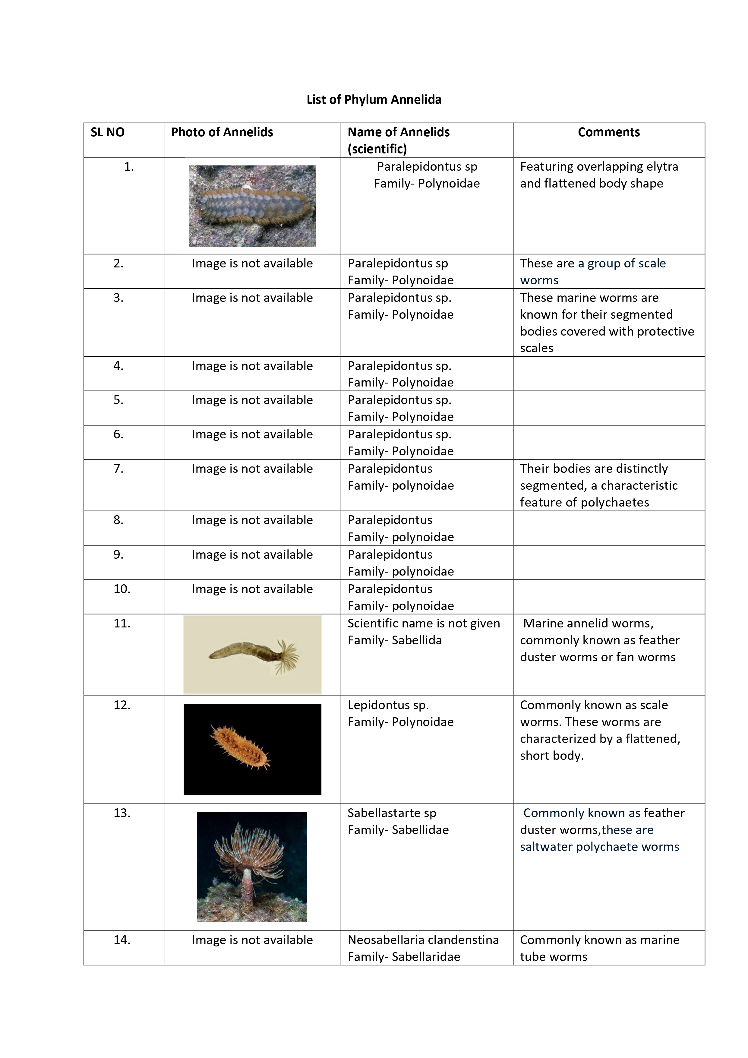 List of Phylum Annelida – BlueGreen Coast
