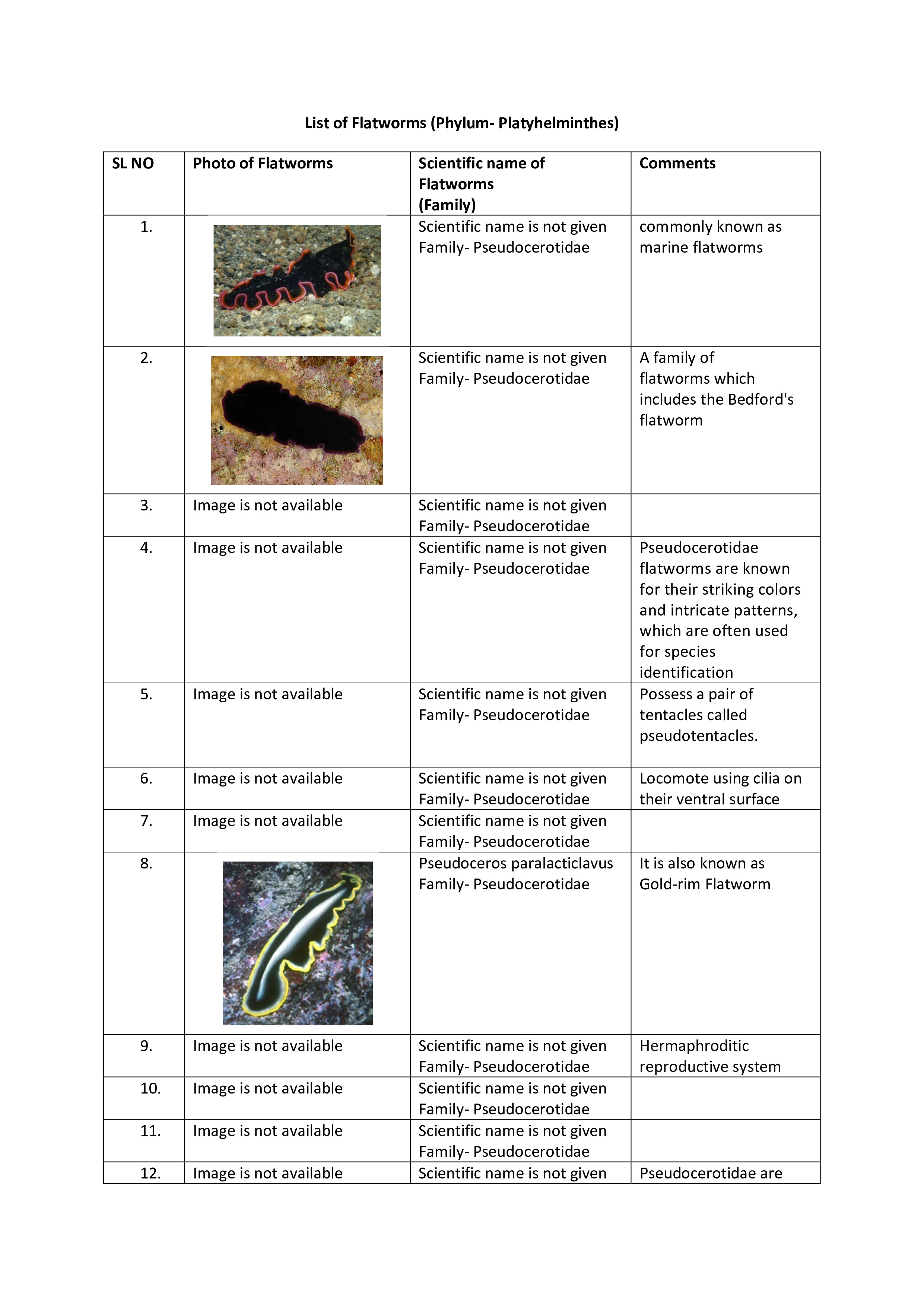 List of Flatworms (Phylum- Platyhelminthes) – BlueGreen Coast